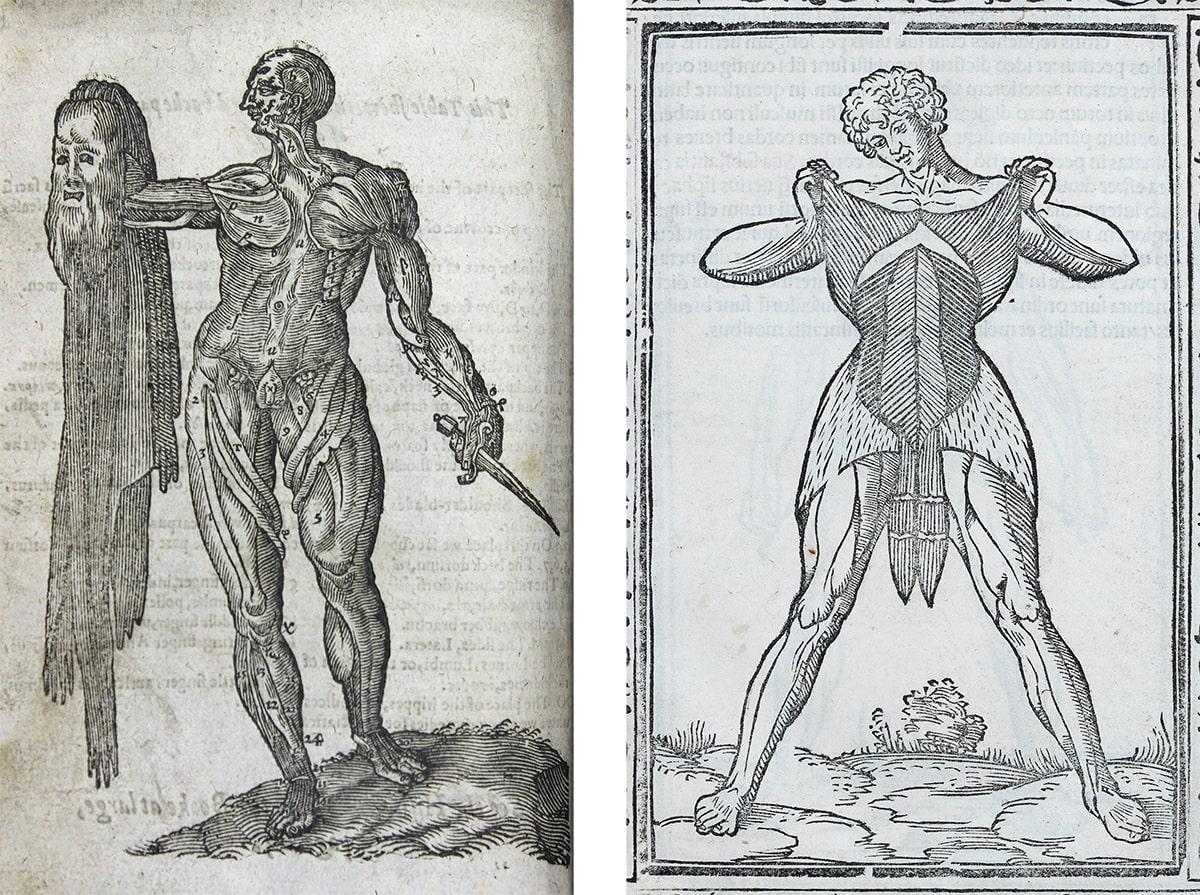 Under the skin: illustrating the body | RCP Museum